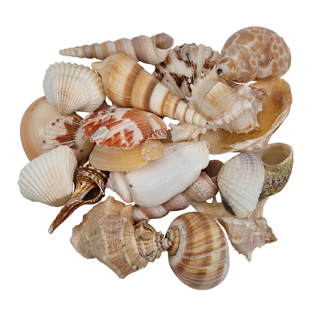 Small Indian Shell Mix .25-1" (kilo) – PV Arts & Crafts